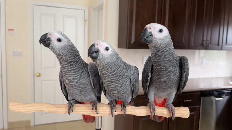 Top 10 Most Beautiful Parrots In The World - Apfisn