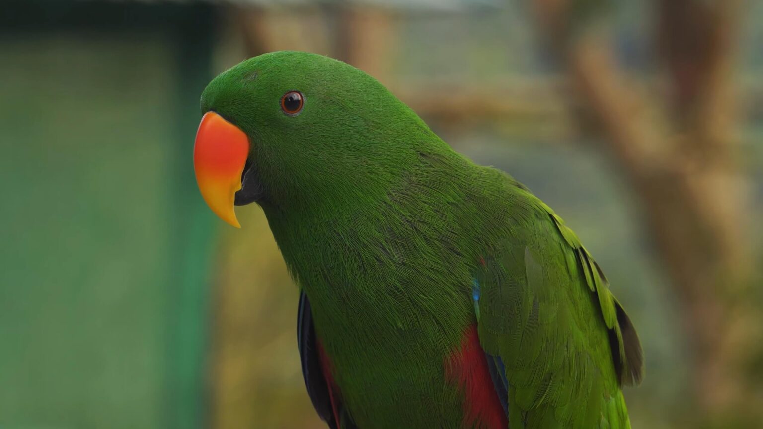 Top 10 Most Beautiful Parrots In The World - Apfisn
