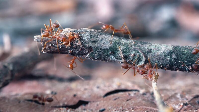 5 Signs of a Yellow Crazy Ant Infestation in Your Area - Apfisn
