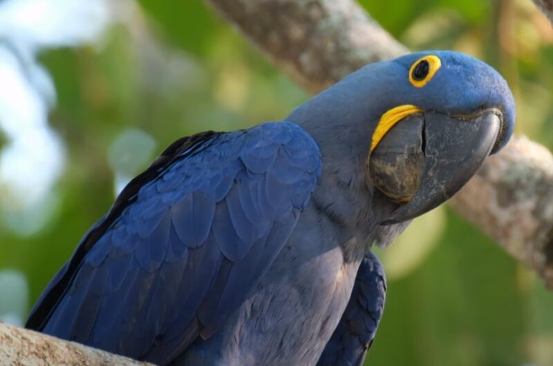 Top 10 Most Beautiful Parrots In The World - Apfisn