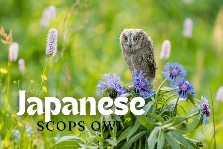 10 Species Of Owls In Japan (With Photos!) - Apfisn