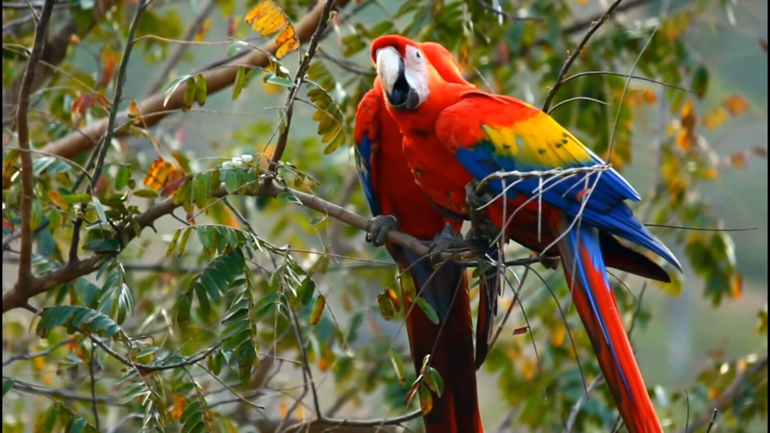 Top 10 Most Beautiful Parrots In The World - Apfisn