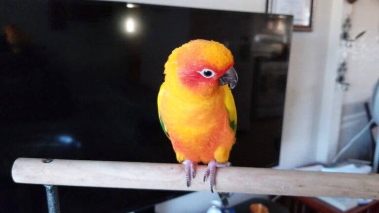 Top 10 Most Beautiful Parrots In The World - Apfisn