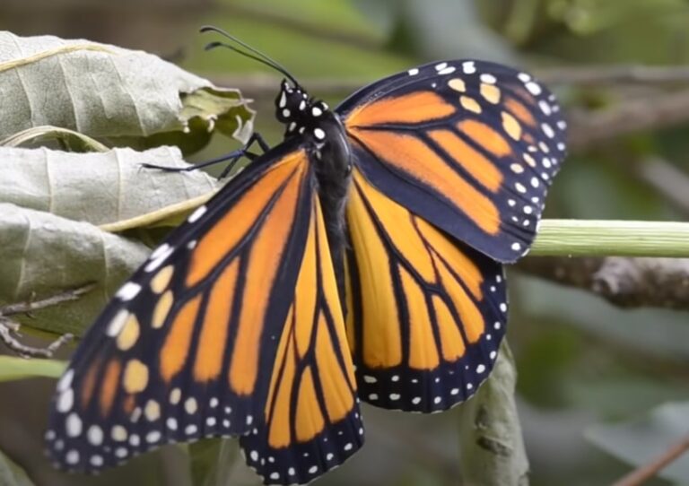 15 Most Beautiful Butterflies in the World - Apfisn