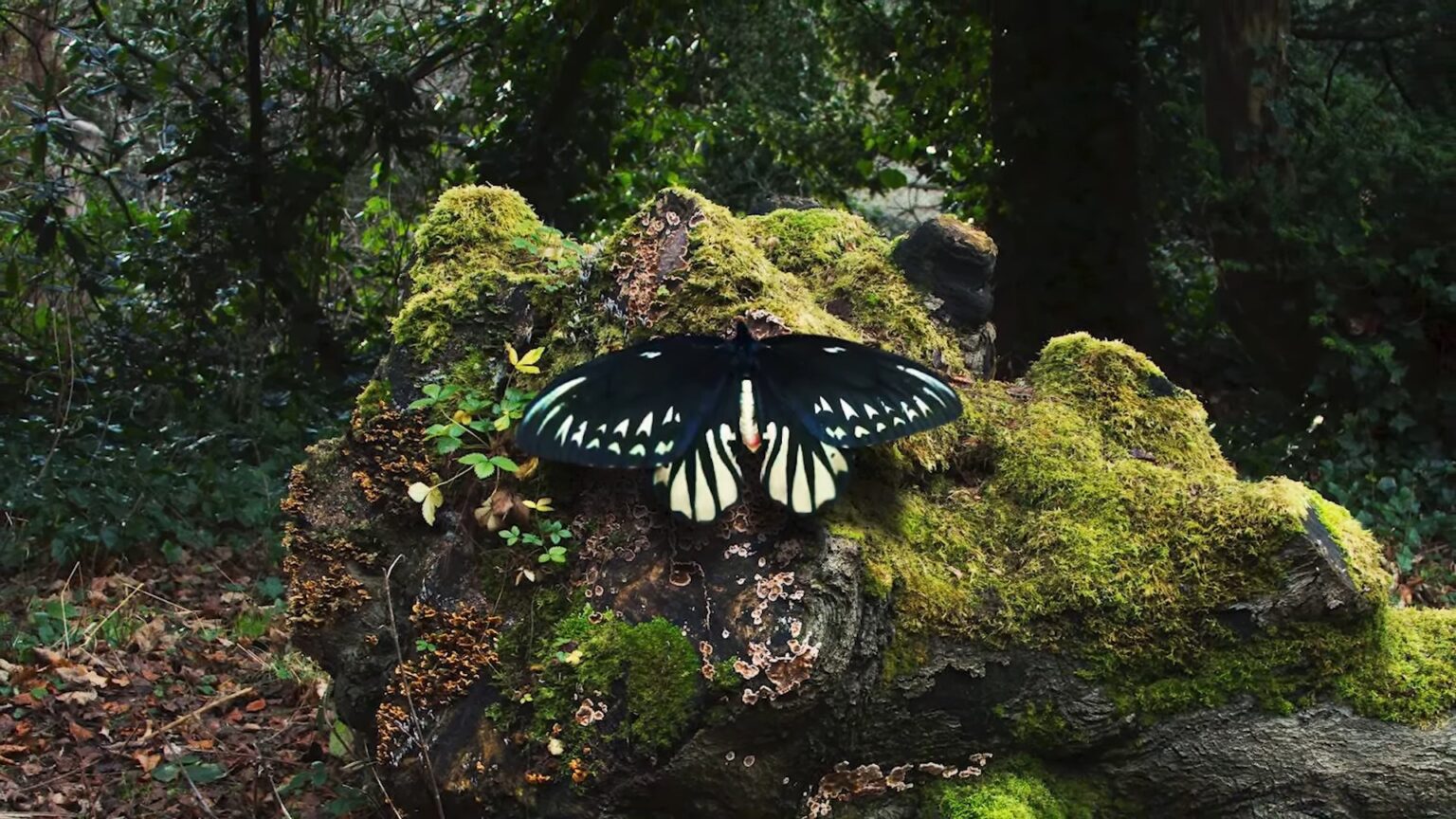 15 Most Beautiful Butterflies in the World - Apfisn