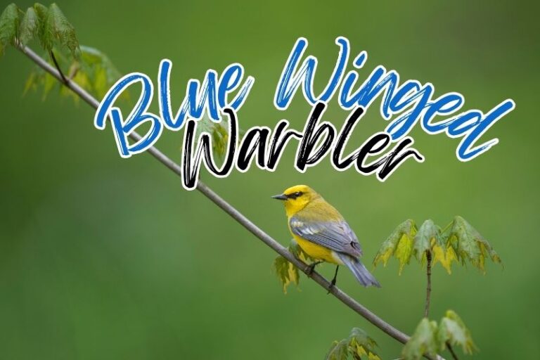Top 10 Birds With Blue Wings You Can Spot in the Wild - Apfisn