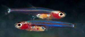 This is the World's Smallest Fish - Paedocypris Progenetica - Apfisn