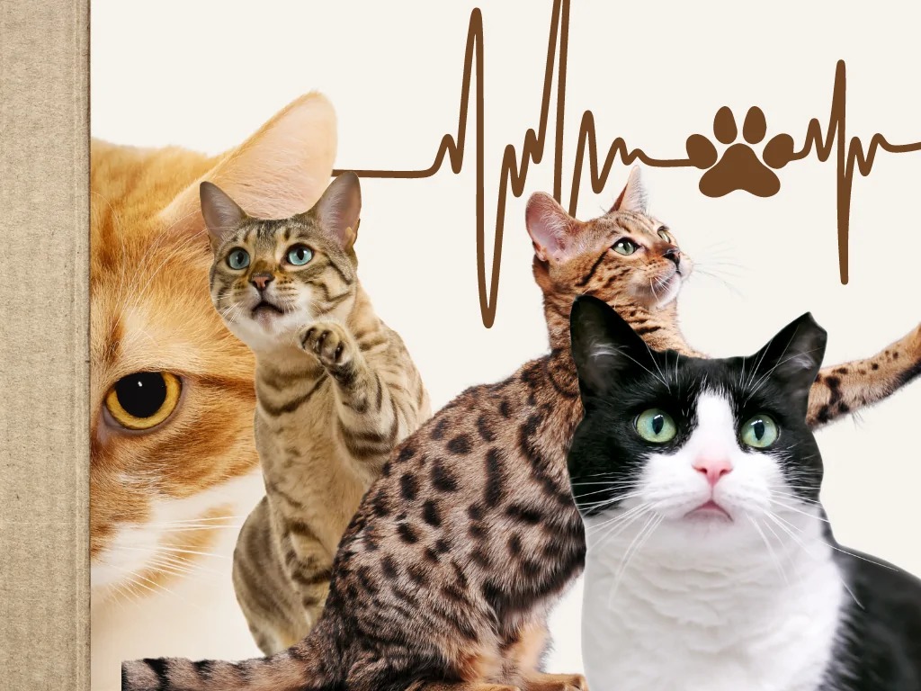 The Top 10 Most Beautiful Cat Breeds in the World