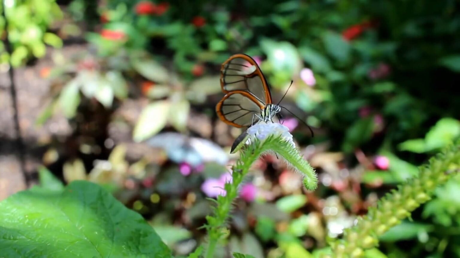 15 Most Beautiful Butterflies in the World - Apfisn