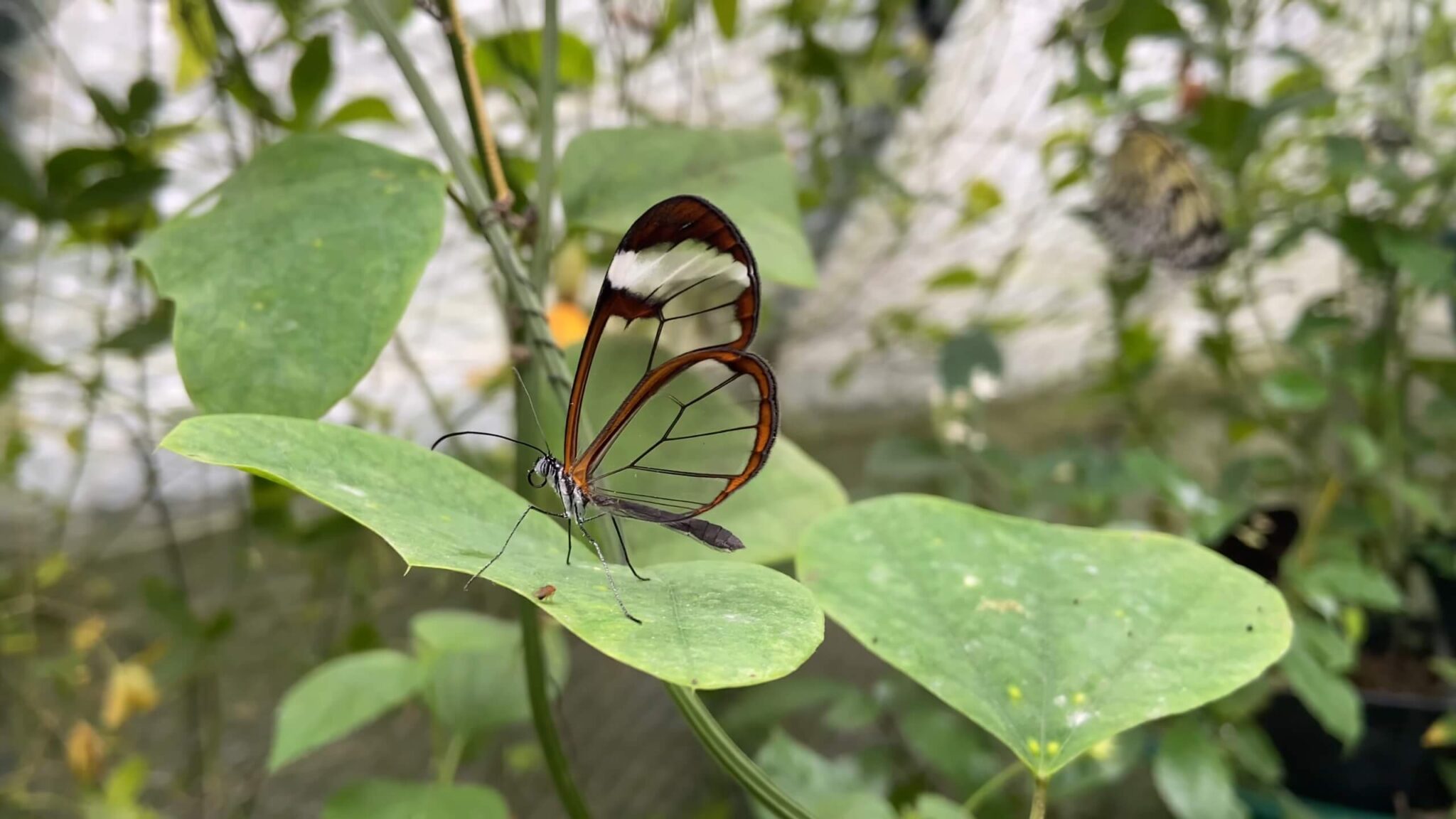 15 Most Beautiful Butterflies in the World - Apfisn