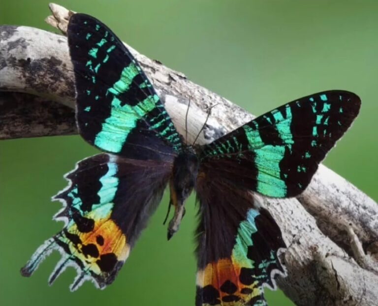 15 Most Beautiful Butterflies in the World - Apfisn