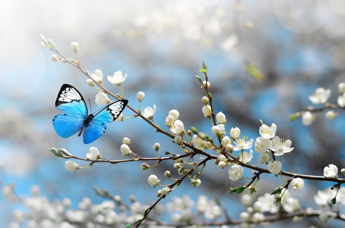15 Most Beautiful Butterflies in the World - Apfisn