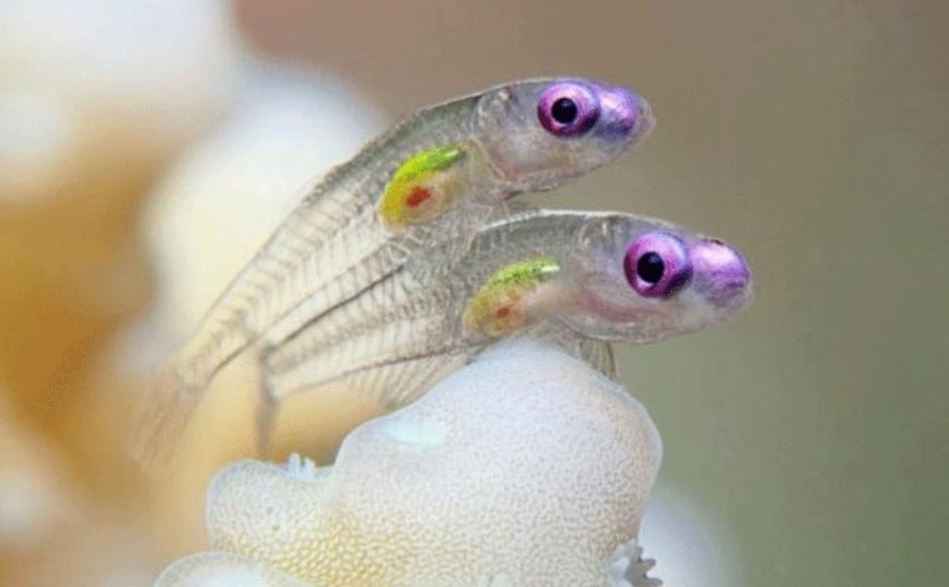 This is the World's Smallest Fish - Paedocypris Progenetica - Apfisn