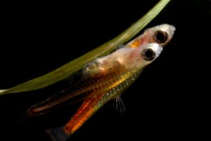 This is the World's Smallest Fish - Paedocypris Progenetica - Apfisn