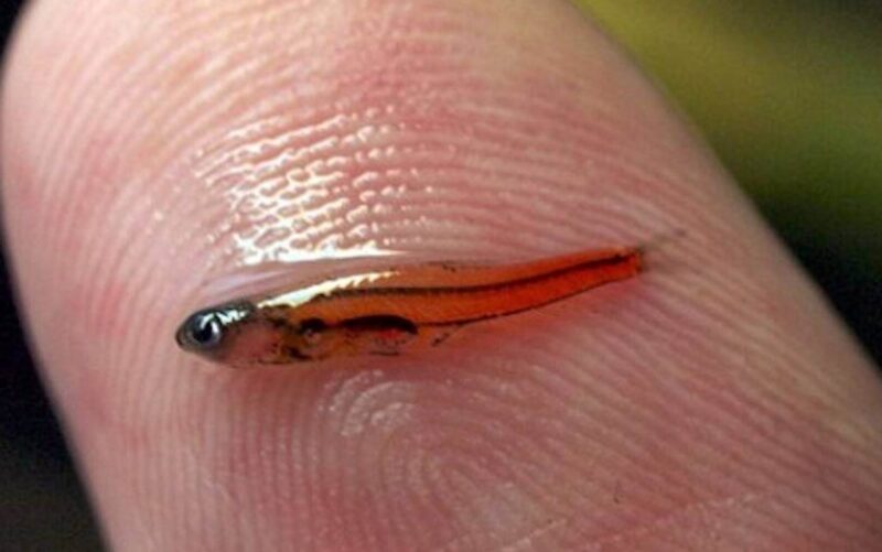 This is the World's Smallest Fish - Paedocypris Progenetica - Apfisn