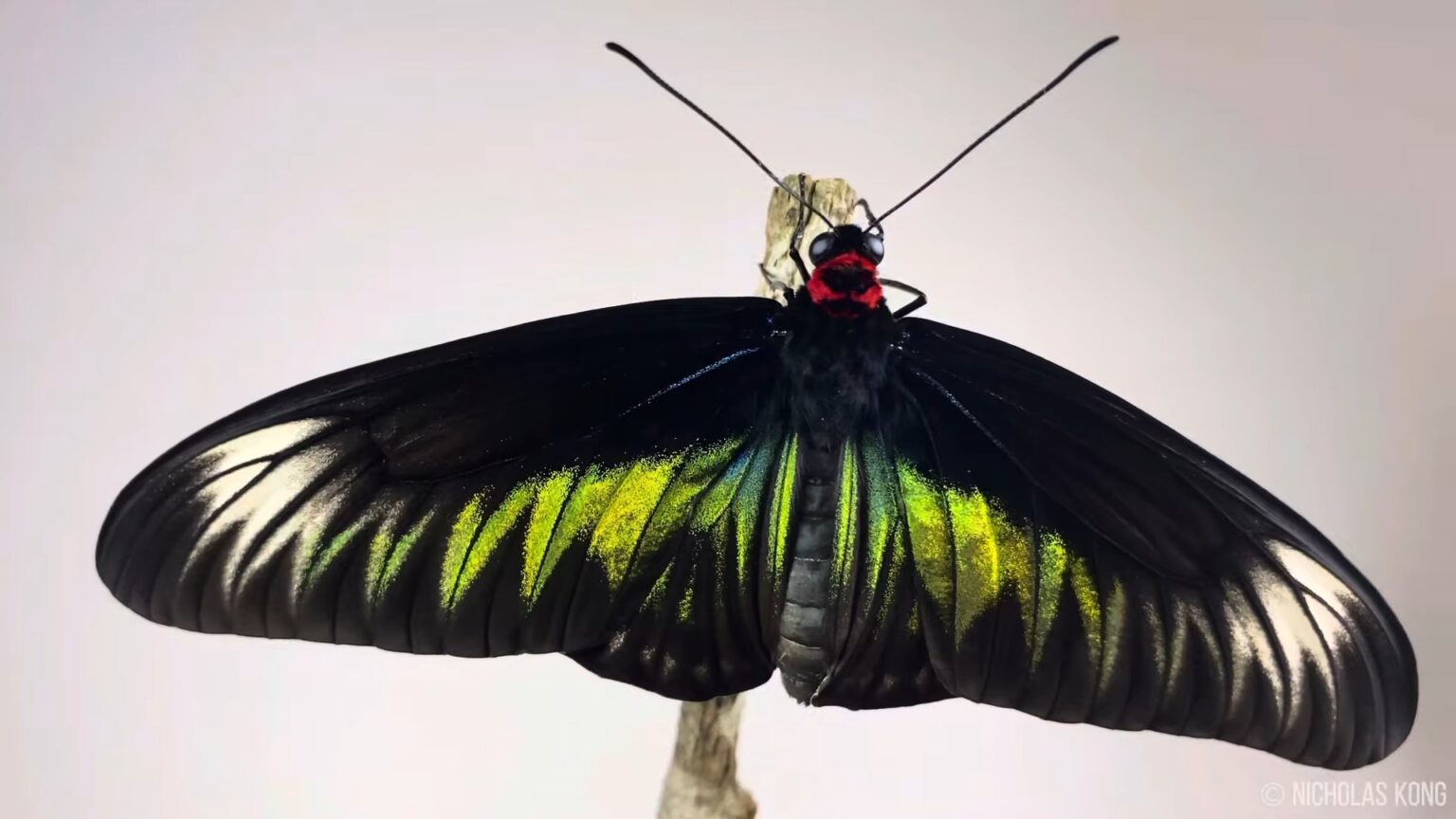 15 Most Beautiful Butterflies in the World - Apfisn