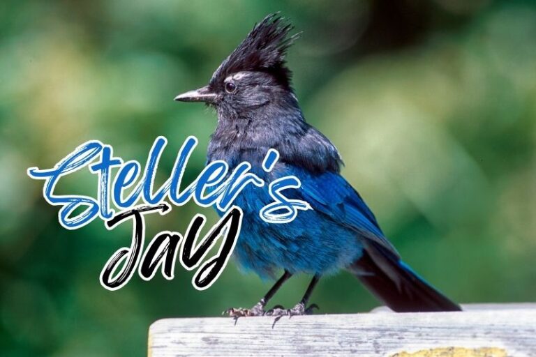 Top 10 Birds With Blue Wings You Can Spot in the Wild - Apfisn