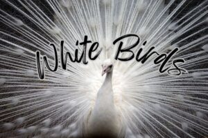 20 Stunningly Large White Birds (Photos, Facts, And Sizes!)
