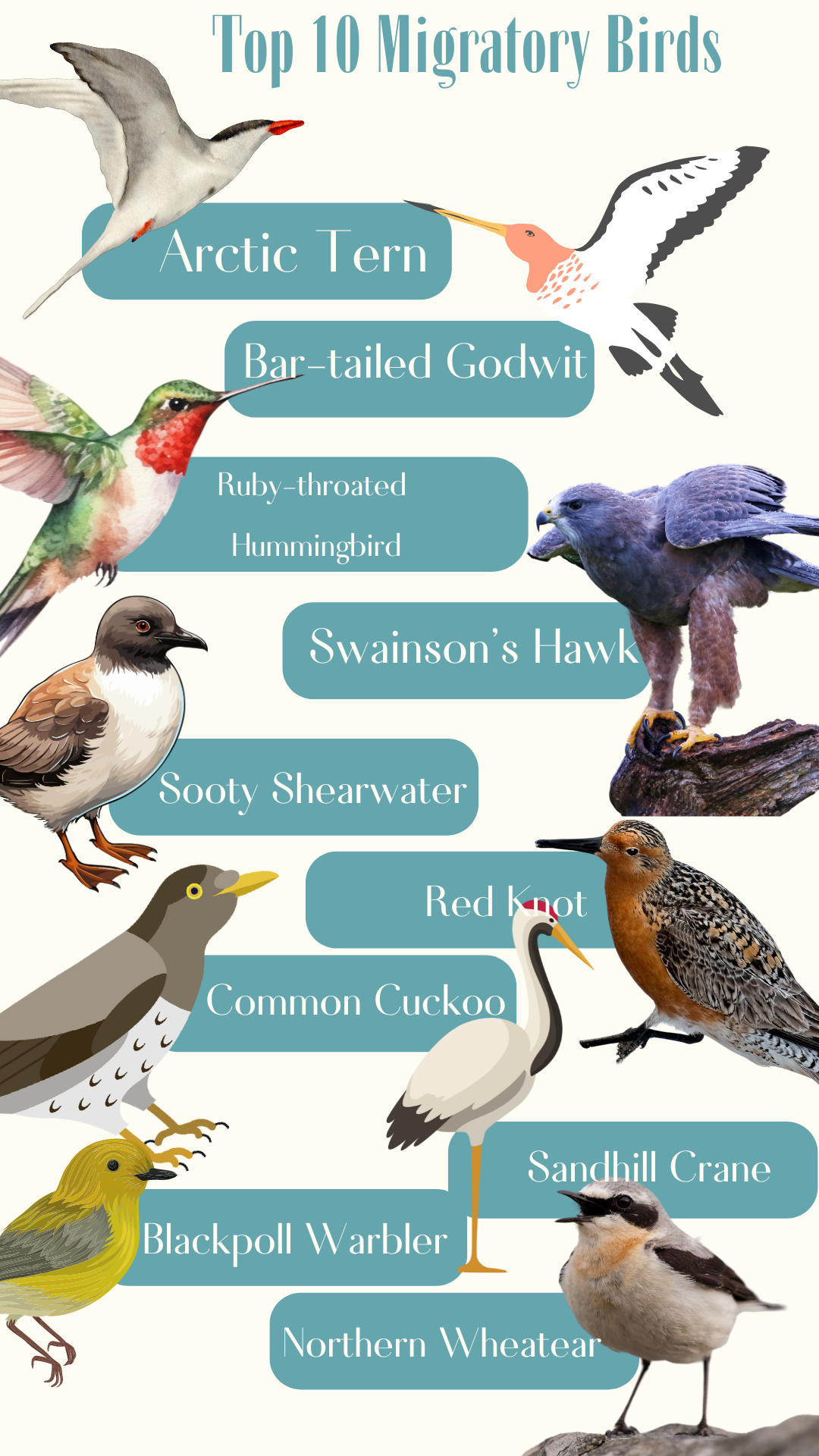 Top 10 Migratory Birds in The World You Need to Know About