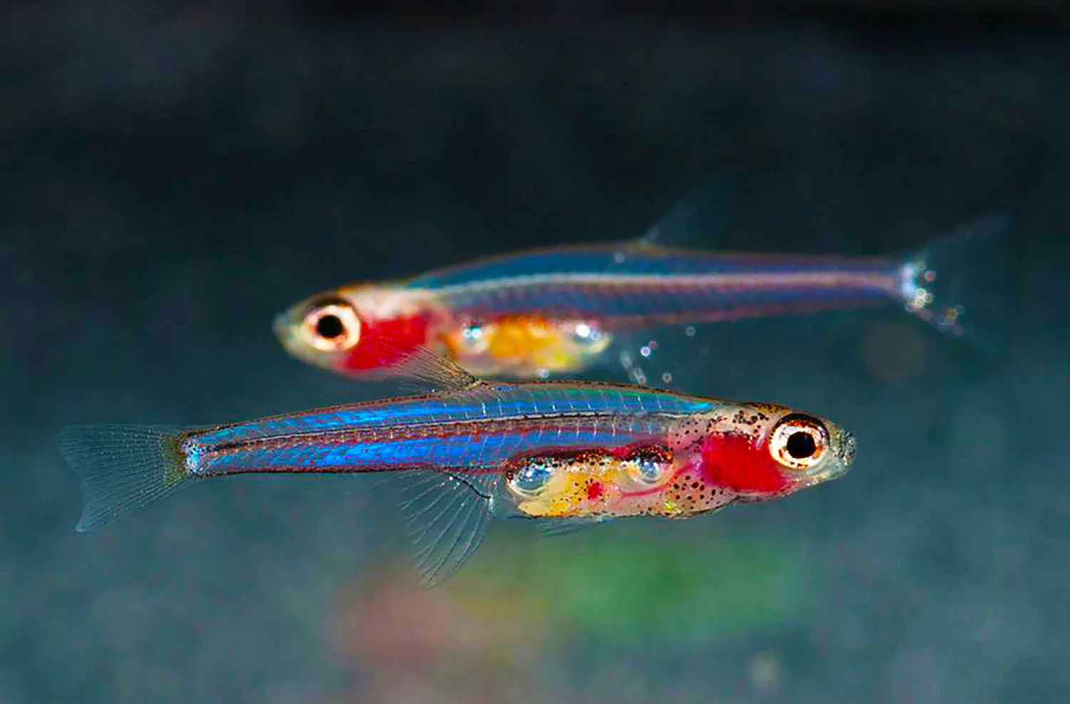 This is the World's Smallest Fish - Paedocypris Progenetica - Apfisn