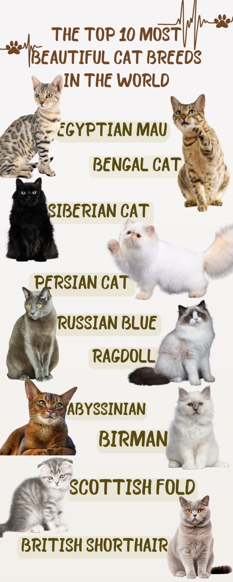 The Top 10 Most Beautiful Cat Breeds in the World