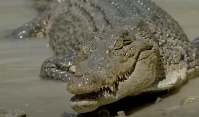 10 of the Toughest Animals in the World That Are Not Extinct - Apfisn