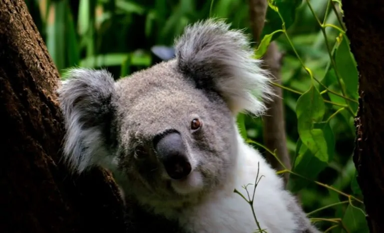 Top 12 Slowest Animals In The World