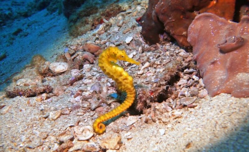 Top 12 Slowest Animals In The World