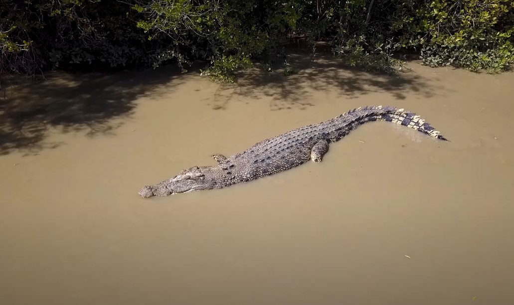 10 of the Toughest Animals in the World That Are Not Extinct - Apfisn