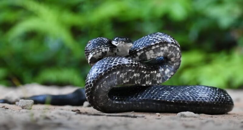 Top 10 Non-Venomous Snakes In The World