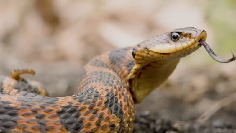 Top 10 Non-Venomous Snakes In The World