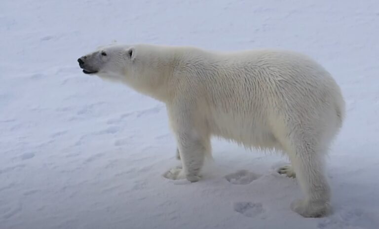 10 of the Toughest Animals in the World That Are Not Extinct - Apfisn