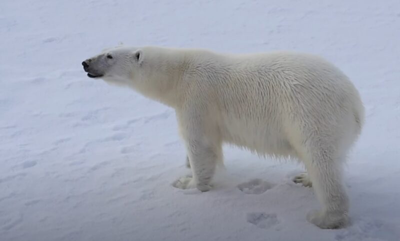 10 of the Toughest Animals in the World That Are Not Extinct - Apfisn