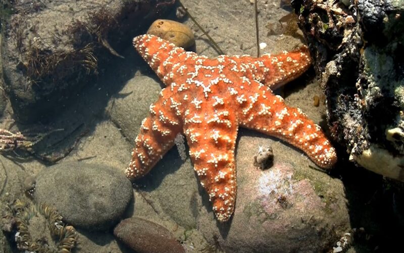 Top 12 Slowest Animals In The World