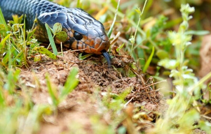 Top 10 Non-Venomous Snakes In The World