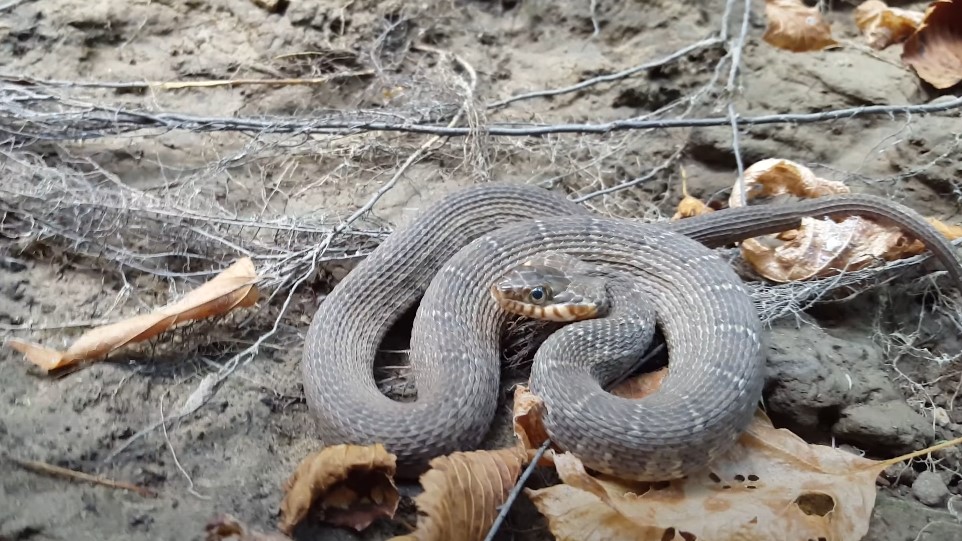 Top 10 Non-Venomous Snakes In The World