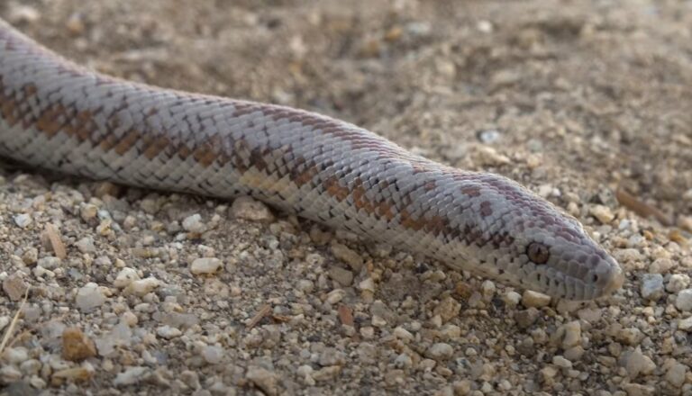 Top 10 Non-Venomous Snakes In The World