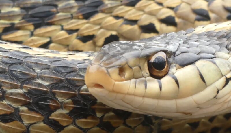 Top 10 Non-Venomous Snakes In The World