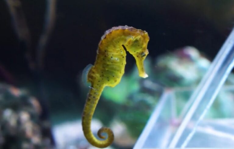 Top 12 Slowest Animals In The World