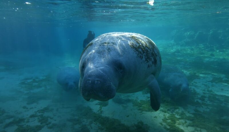 Top 12 Slowest Animals In The World