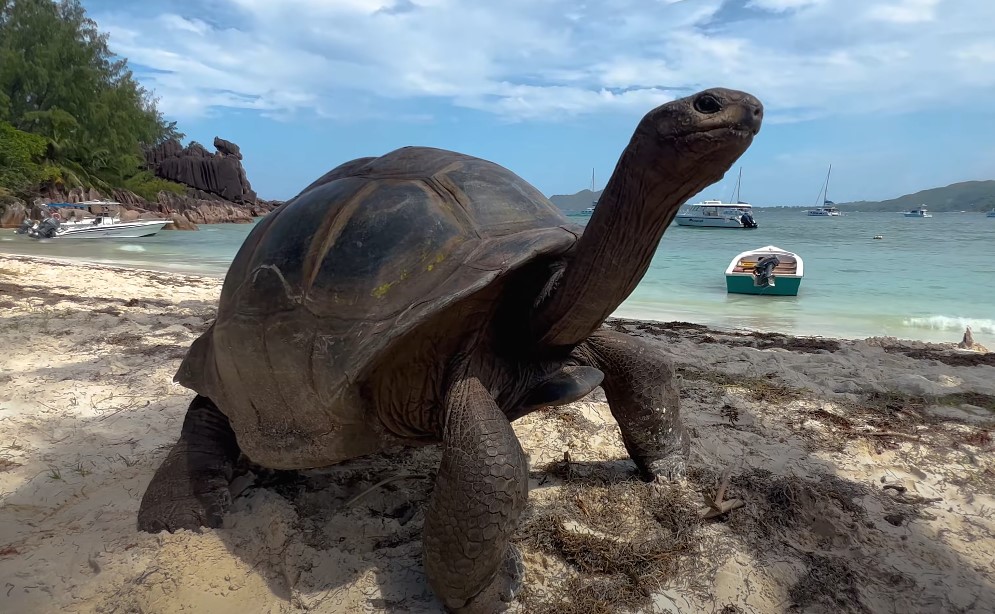 Top 12 Slowest Animals In The World