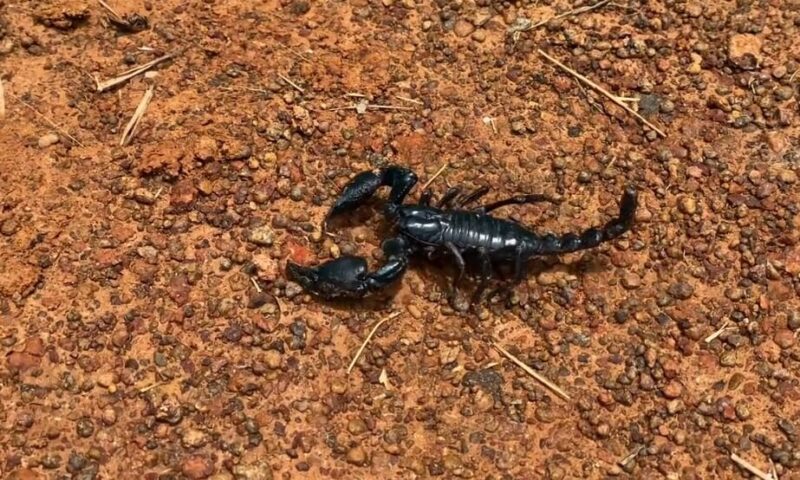 10 of the Toughest Animals in the World That Are Not Extinct - Apfisn