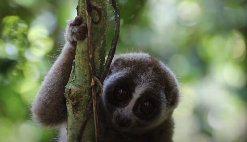 Top 12 Slowest Animals In The World