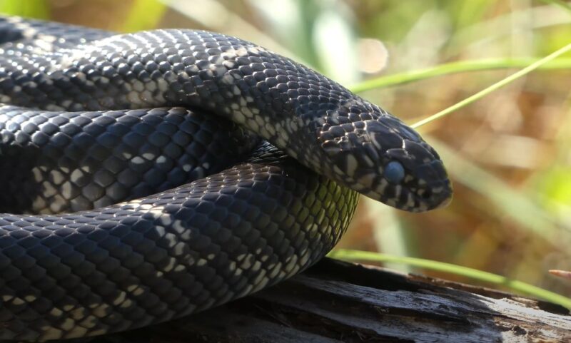 Top 10 Non-Venomous Snakes In The World