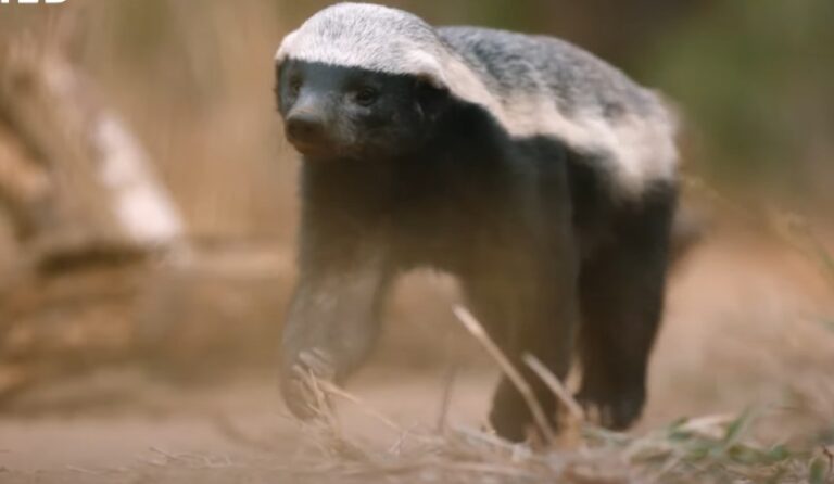 10 of the Toughest Animals in the World That Are Not Extinct - Apfisn