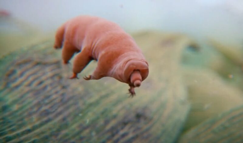 10 of the Toughest Animals in the World That Are Not Extinct - Apfisn