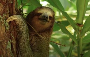 Top 12 Slowest Animals In The World