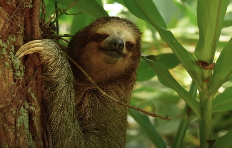 Top 12 Slowest Animals In The World