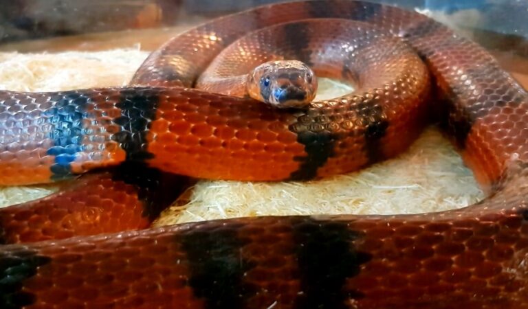 Top 10 Non-Venomous Snakes In The World