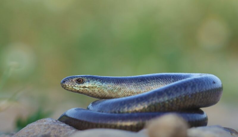 Top 12 Slowest Animals In The World